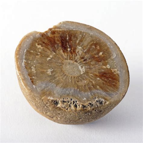 Fossil Sponge Indet Sponge Worn Flint Nodule Cut And Polished To Reveal Internal Structure Of