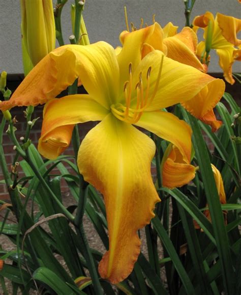 Davisson Daylilies Clemson Girls Davisson J 2018