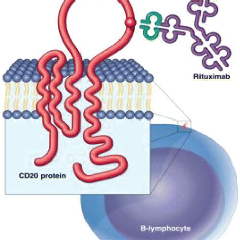 Cartoon Of The Cd20 Molecule As Expressed On B Cells Cd20 Is An