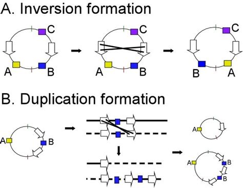 Recombination Crates A Inversion At Inverted Repeats B Duplication At
