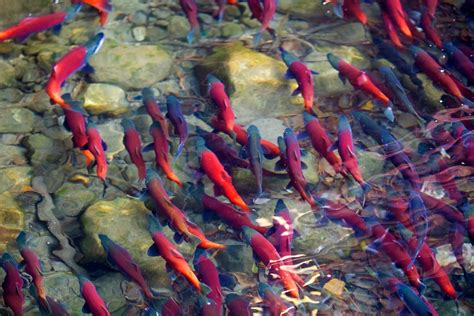 Understanding The Lifecycle Of Salmon