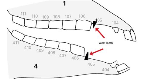 Equine Dental Services Ltd Common Dental Issues