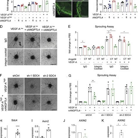 Hellmut Augustin Dvm Phd German Cancer Research Center Heidelberg Dkfz Division Of