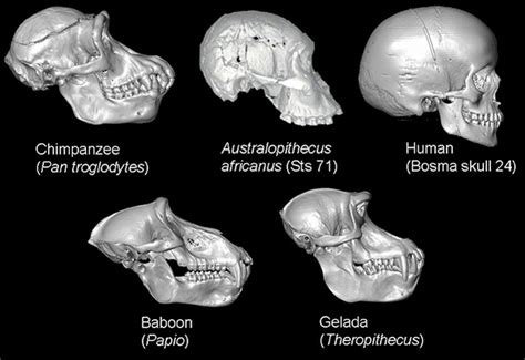 Paranthropus Vs Australopithecus