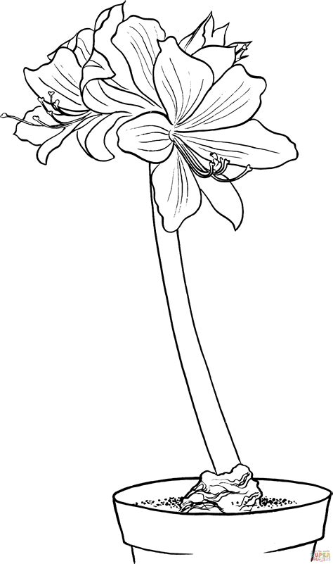 Hippeastrum Amaryllis Coloring Online