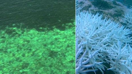 ‘catastrophic Great Barrier Reef Hit By Its Most Widespread Coral