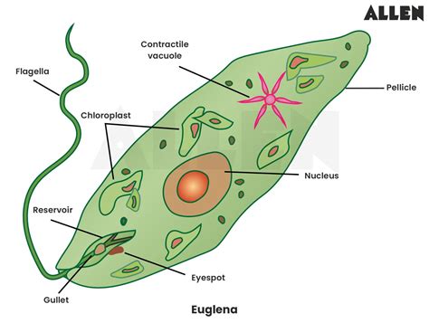 Five Kingdom Classification Basis Merits And Demerits And Characteristics