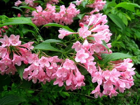 Вейгела цветущая (Weigela Florida): описание, фото, особенности выращивания