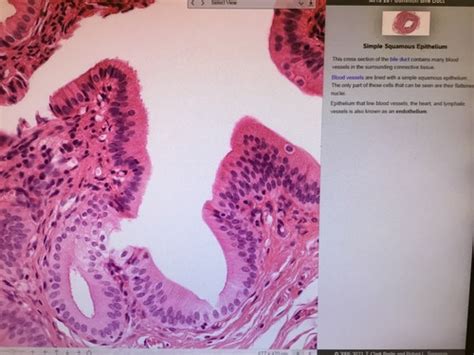 Lab Practices Flashcards Quizlet