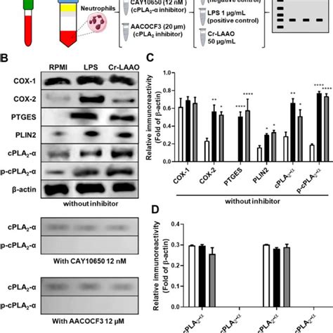 Protein Expression Of Cpla2 α And Cox In Neutrophils Western Blot Of