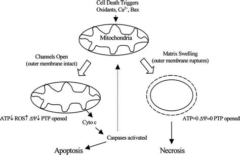 Scheme Of The Involvement Of Mitochondria In Cell Death A Variety Of