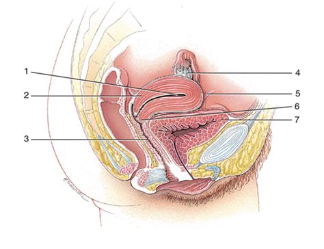 Female Reproductive System Diagram Quizlet