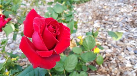 31 Different Types Of Beautiful Red Rose Varieties