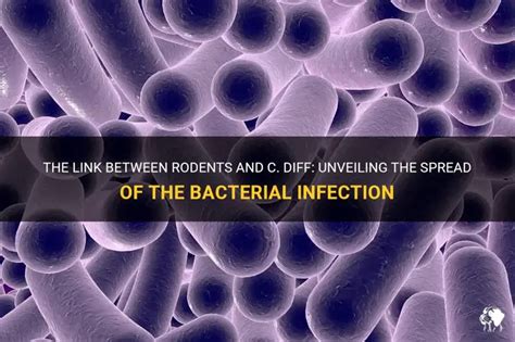The Link Between Rodents And C Diff Unveiling The Spread Of The