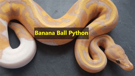 Banana Ball Python Care Size Lifespan And More MyPetReptiles