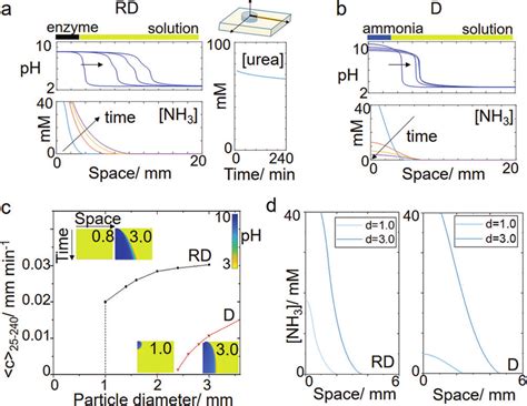 Simulations Comparing Reaction Diffusion Rd Of Ammonia From An Enzyme