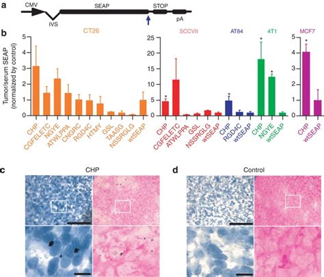 Accumulation Of Peptide Seap Reporter Gene Products And Chp Biotin In