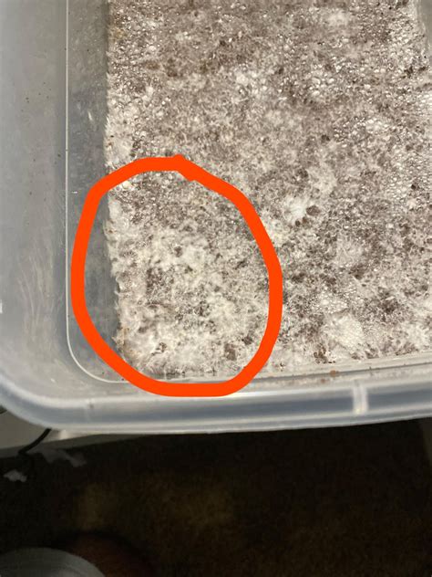 Early Stages Of Trich Or Just Different Type Of Myc R Unclebens