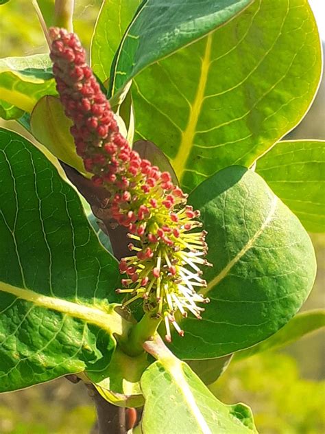 Salix Magnifica Hemsl Plants Of The World Online Kew Science
