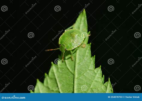 Green Shield Bug Palomena Prasina Stock Image Image Of Closeup