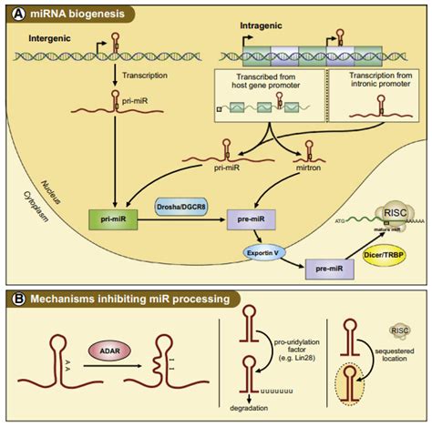 Nervous System Development Creative Bioarray Nervous System Development Creative Bioarray