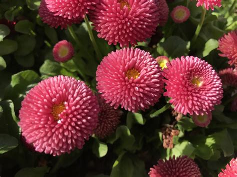 Daisy Flowers Plants Pink - Free photo on Pixabay - Pixabay