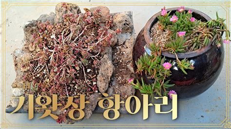 기왓장에 오색기린초항아리에 송엽국풍성해지는분갈이 Youtube