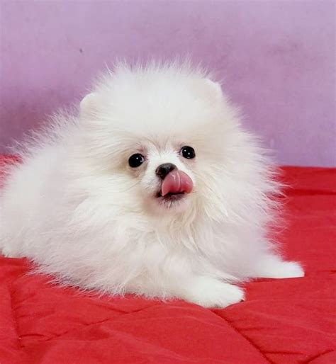 Pomeranski špic Mladički