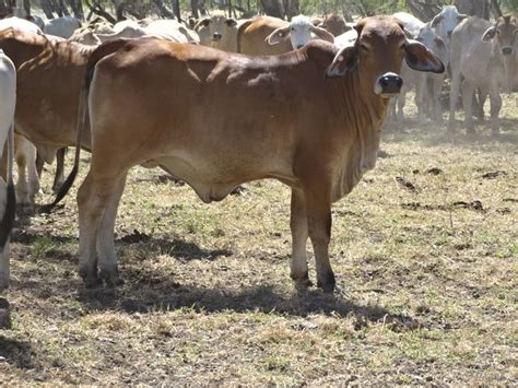 Approx 1100 Gq Brahman Mixed Sex Weaners Topx Australia