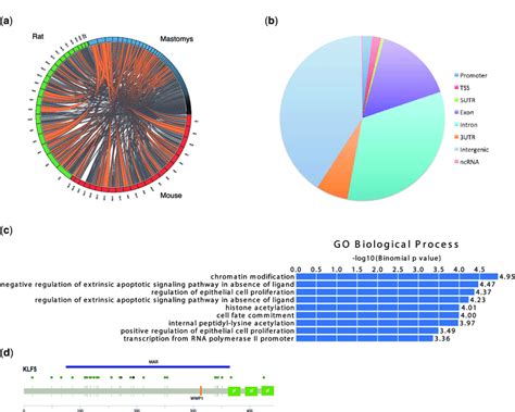 Comparative Genomics A Synteny Comparisons Between Download