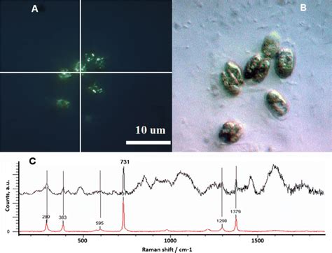 Microalgae Associated With The Ptfe Microparticles A Polarized Light Download Scientific