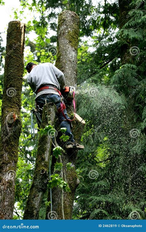 Tree Cutter Royalty Free Stock Images Image 2462819