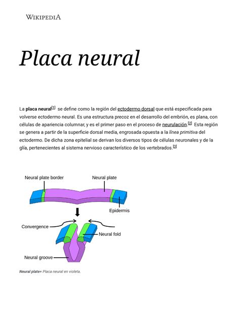 Placa Neural Morfogenetica Placa Neural La Placa Neural 1 Se Define