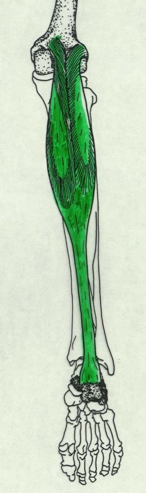 Gastroc Diagram Quizlet