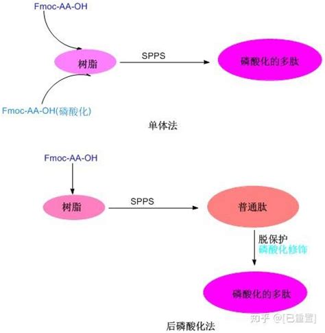 磷酸肽 知乎