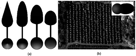 Left Examples Of Synthetic Tree Models To Different Tree Crown Shape Download Scientific