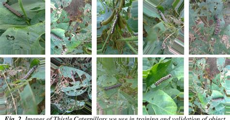 Figure 2 From Real Time Pest Detection Using Yolov5 Semantic Scholar