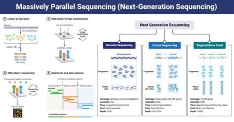Massively Parallel Sequencing Mps Principle Steps Uses