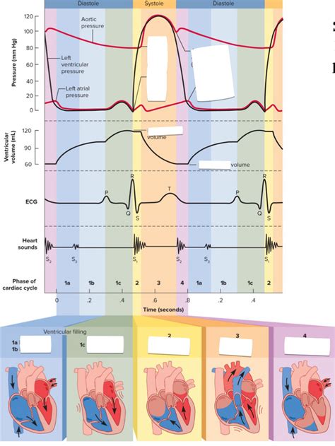 Cardiac Cycle And Cardiac Output Diagram Quizlet