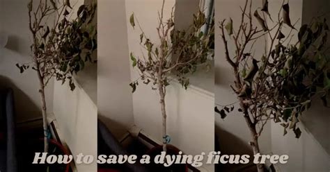 How To Save A Dying Ficus Tree Reasons And Solutions