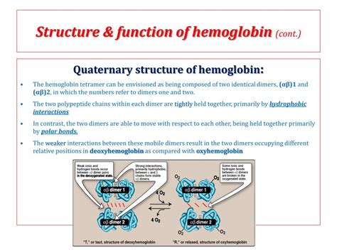 Ppt Hemoglobin Structure And Function Powerpoint Presentation Free Download Id 6710676