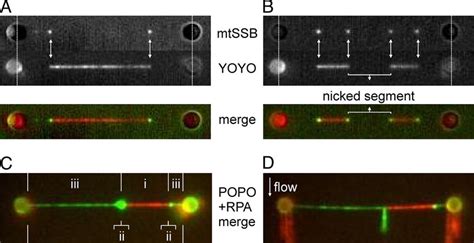 Concomitant Labeling Of Dsdna And Ssdna Segments For The 3 3 Attached