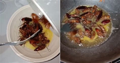Una Mujer Causó Repulsión Al Preparar Huevos Revueltos Con Cucarachas Y Catalogó El Plato Como