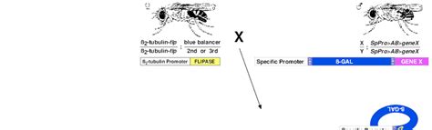 Immediate And Targeted Ectopic Expression It System Male Flies Download Scientific Diagram