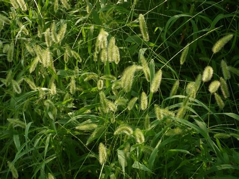 [식물]강아지풀 식물 생물종 Bric