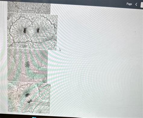 Solved Whitefish Blastula Cells In Different Stages Of The