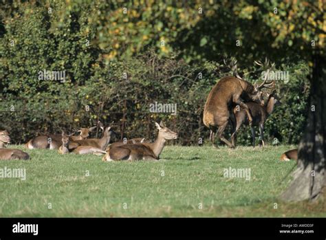 RED DEER MATING Stock Photo Alamy
