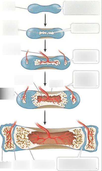 Lecture Diagram Quizlet
