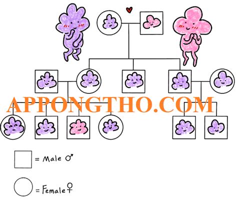 Sơ Đồ Phả Hệ Là Gì Cách Vẽ Sơ Đồ Phả Hệ Trong Word
