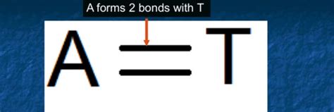 Biology Test 4 Review Flashcards Quizlet